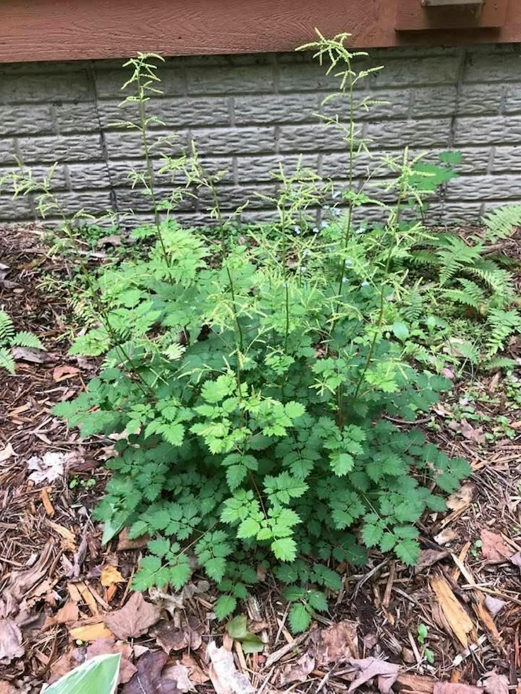 'Chantilly Lace' Goatsbeard | Perennials | Great Garden Plants