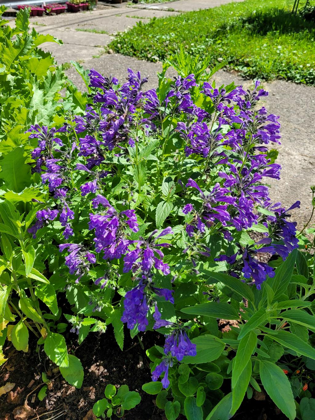 'Blue Prelude' Catmint | Perennials – Great Garden Plants