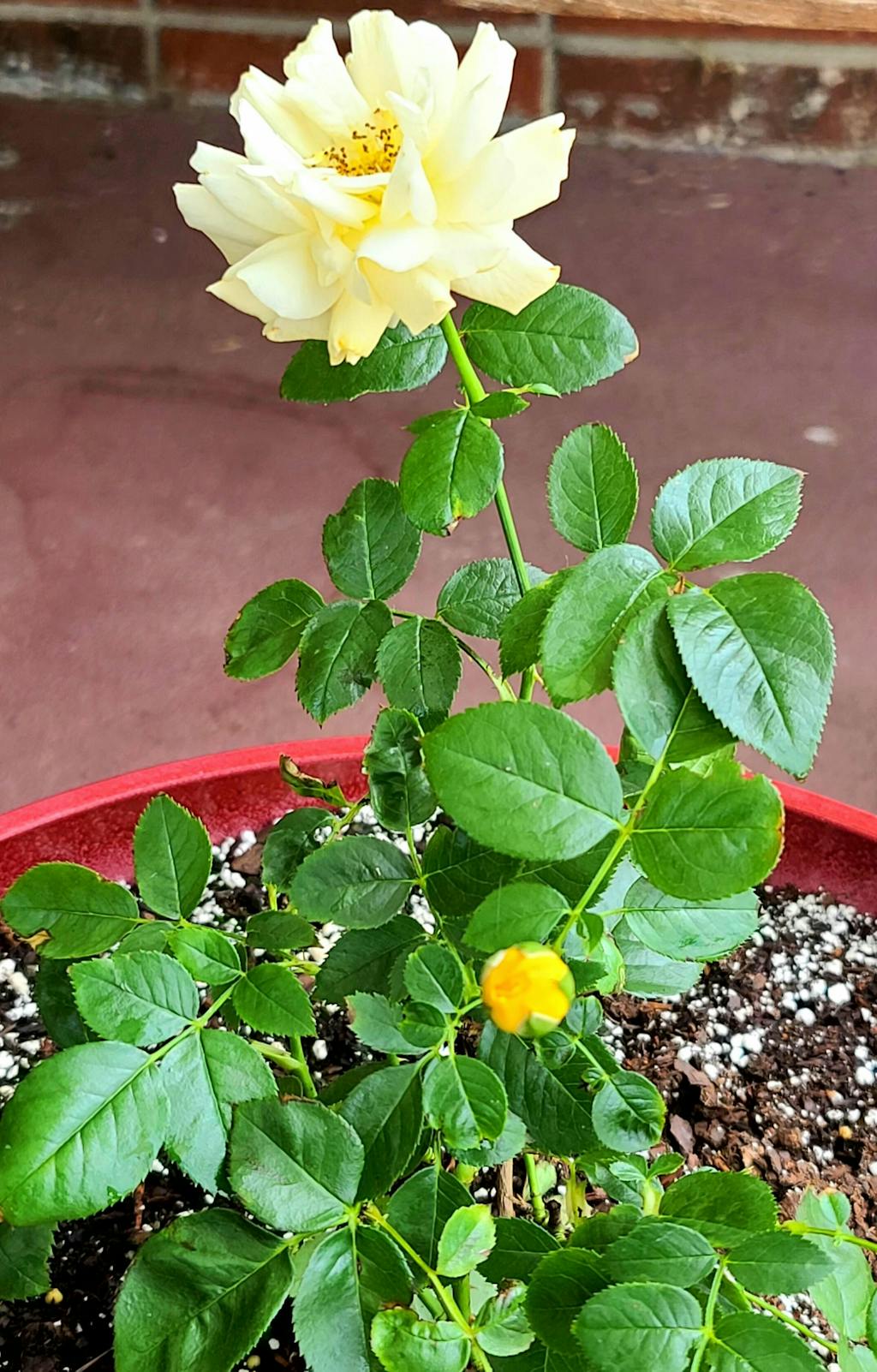 Julia Child™ Rose | Shrubs & Trees | Great Garden Plants