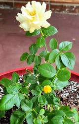 Julia Child™ Rose | Shrubs & Trees | Great Garden Plants