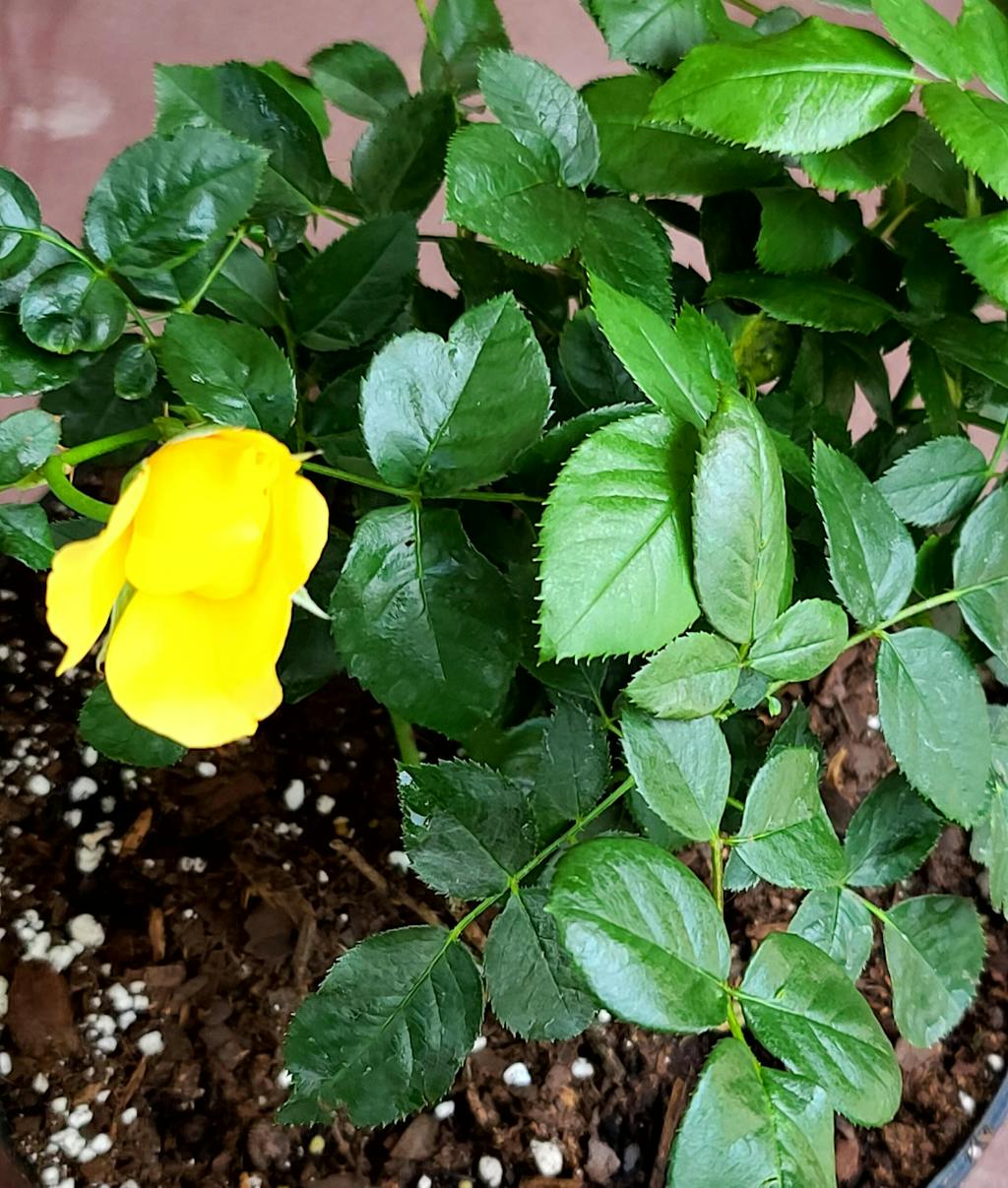 Julia Child™ Rose | Shrubs & Trees | Great Garden Plants