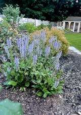 Color Spires® 'Crystal Blue' Salvia | Perennials – Great Garden Plants