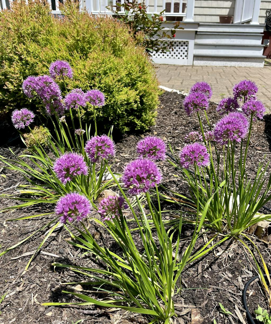 'Millenium' Allium Plants For Sale | Perennials – Great Garden Plants