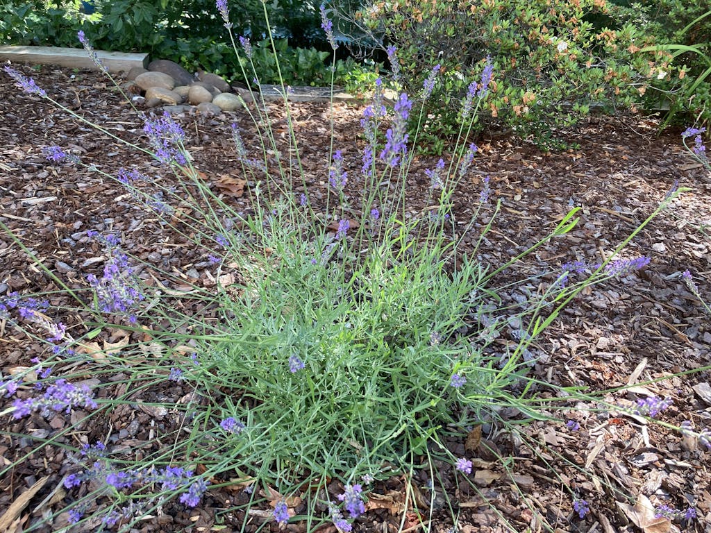 Phenomenal® Lavender | Great Garden Plants