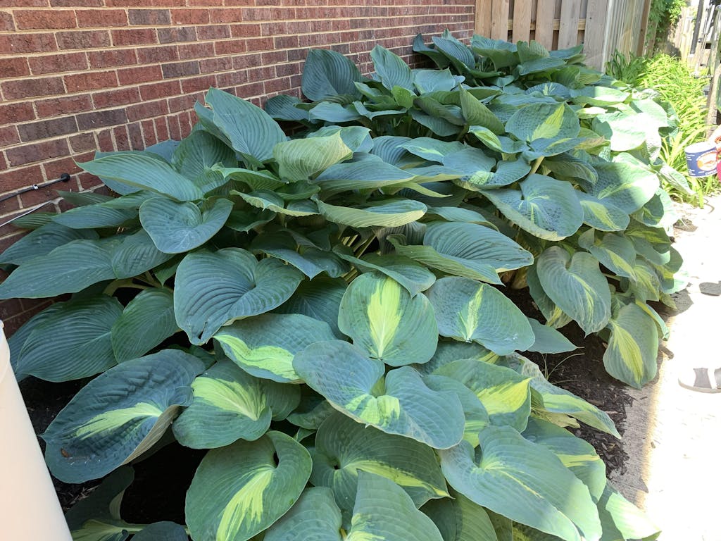 Shadowland® 'Empress Wu' Hosta | Great Garden Plants