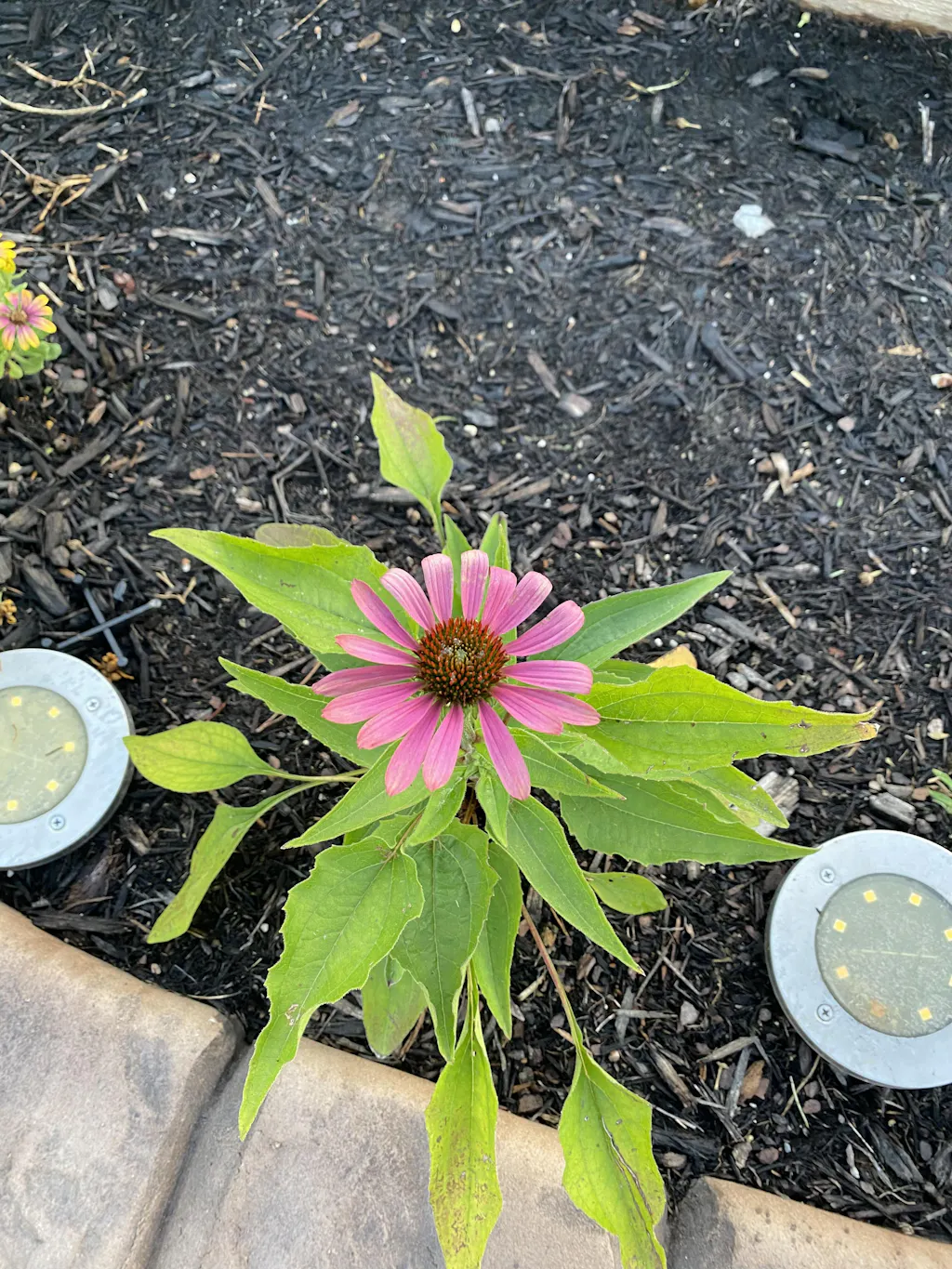 'Green Twister' Coneflower | Perennials | Great Garden Plants