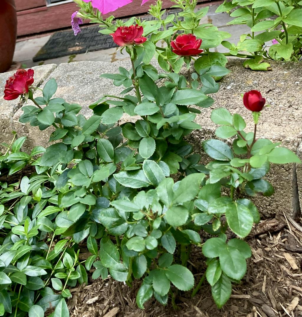 Petite Knock Out® Rose | Great Garden Plants