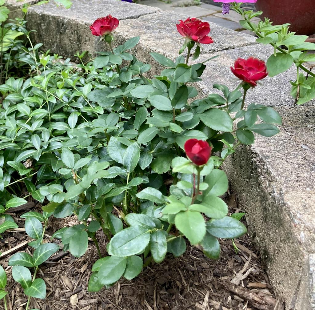 Petite Knock Out® Rose | Great Garden Plants