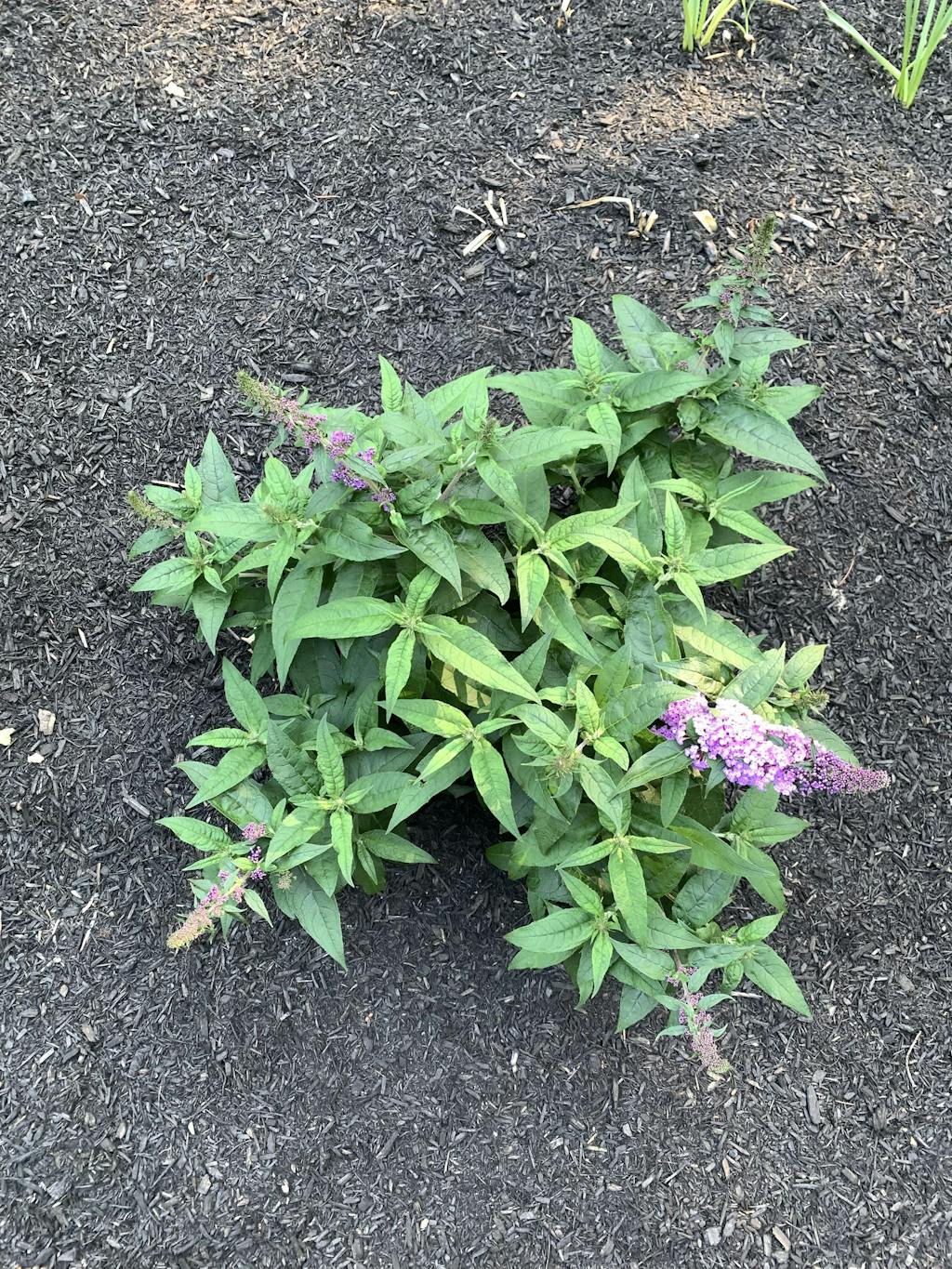 Pugster Periwinkle® Butterfly Bush | ButterflyBushes.com