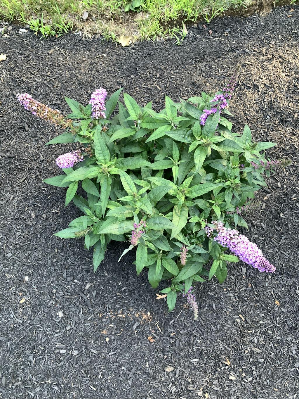 Pugster Periwinkle® Butterfly Bush | ButterflyBushes.com