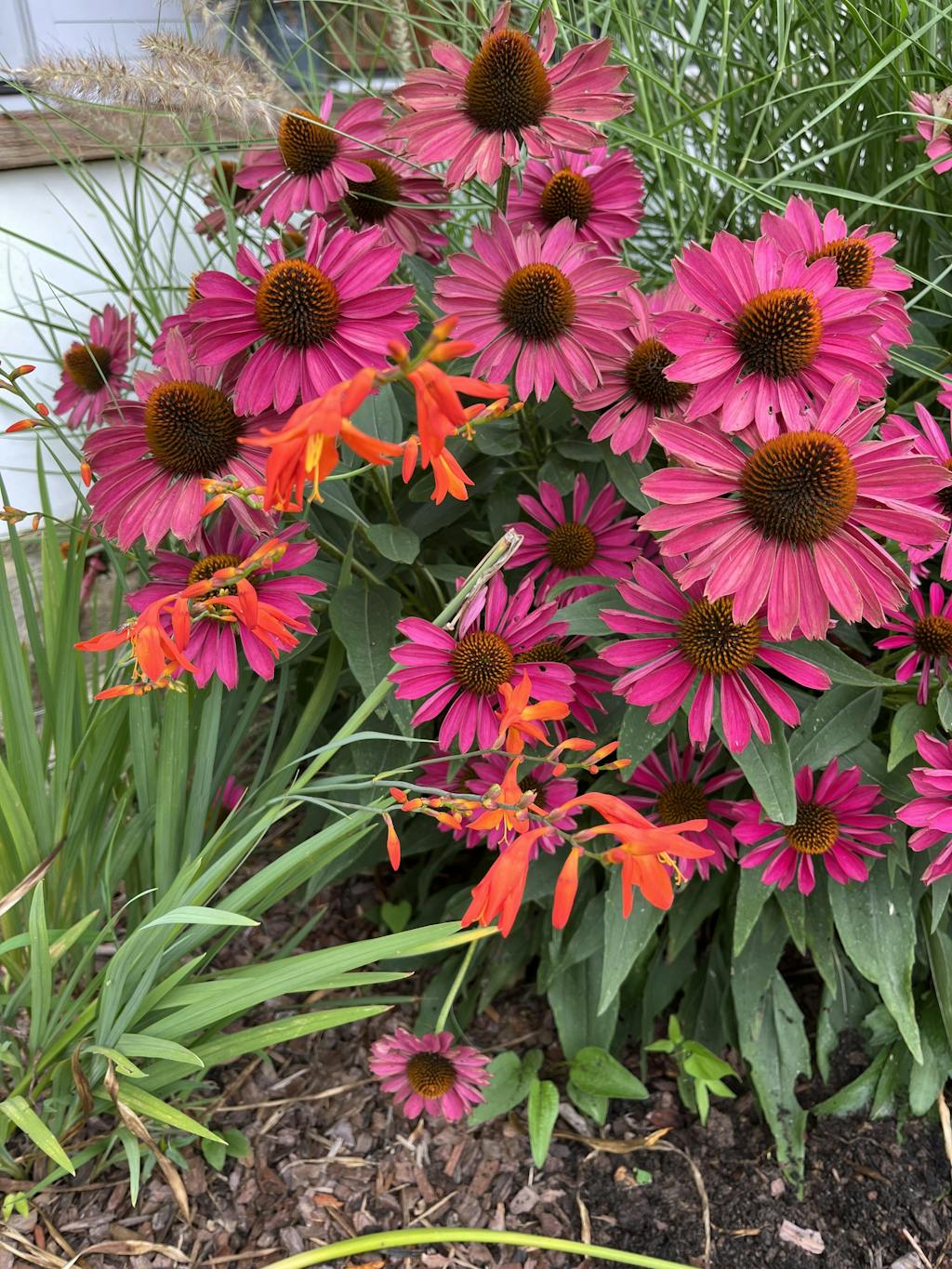 Kismet® Raspberry Coneflower | Perennials | Great Garden Plants