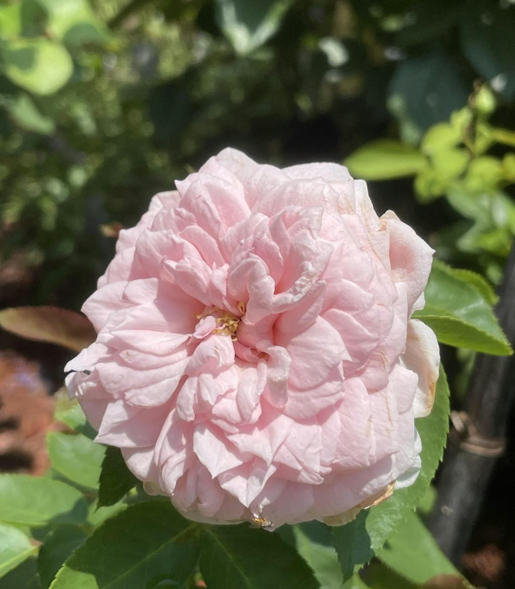 Reminiscent™ Pink Rose For Sale | Shrubs – Great Garden Plants