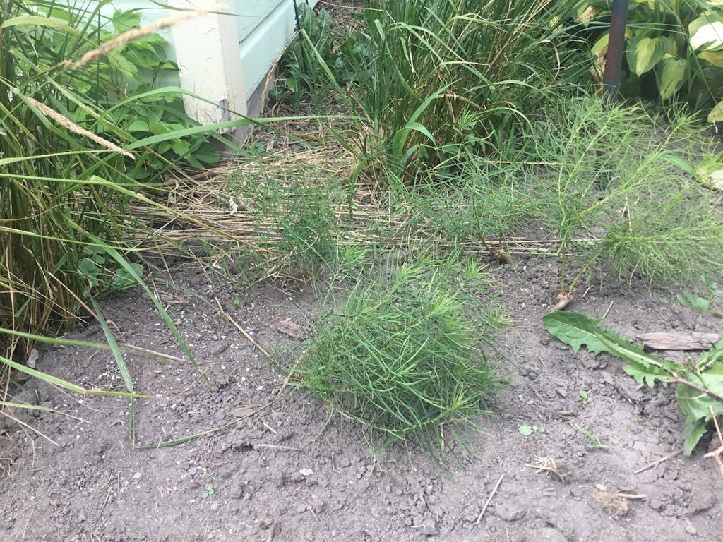 Threadleaf Bluestar | Great Garden Plants