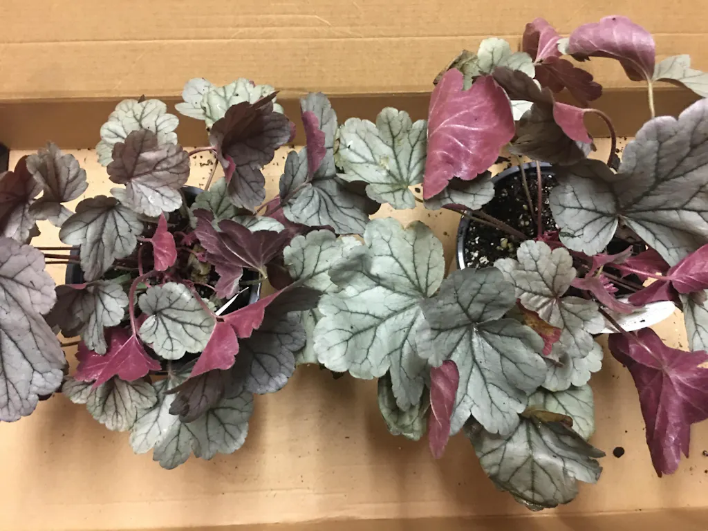 Dolce® 'Silver Gumdrop' Coral Bells | Great Garden Plants