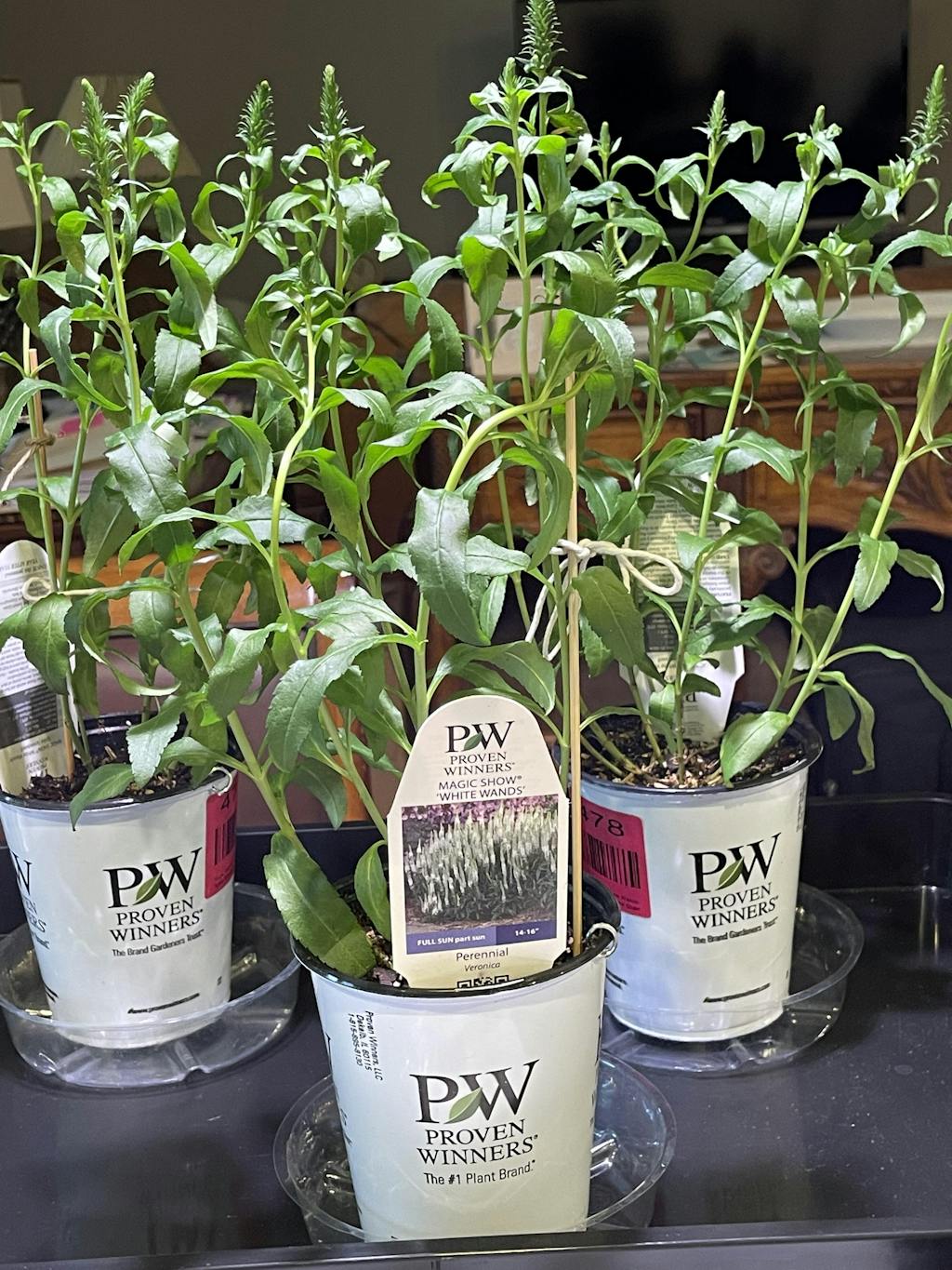 Magic Show® 'White Wands' Spike Speedwell | Proven Winners – Great ...