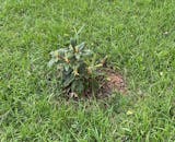 Dandy Man Color Wheel® Rhododendron | Proven Winners – Great Garden Plants