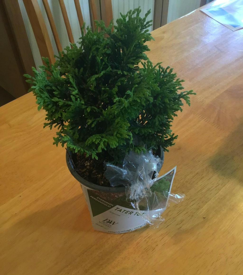 Tater Tot® Arborvitae | Great Garden Plants