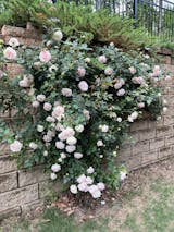 White Eden® Climbing Rose | Great Garden Plants