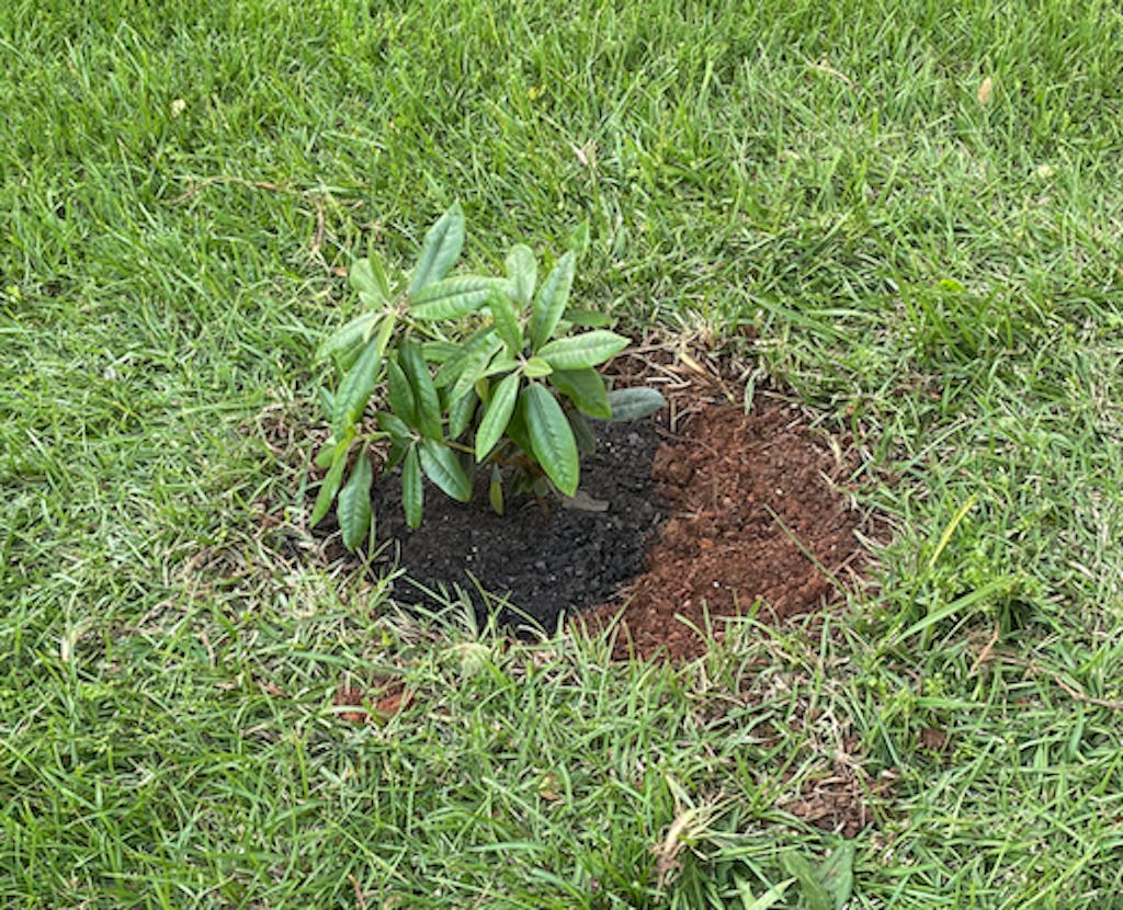 Dandy Man Color Wheel® Rhododendron | Proven Winners – Great Garden Plants