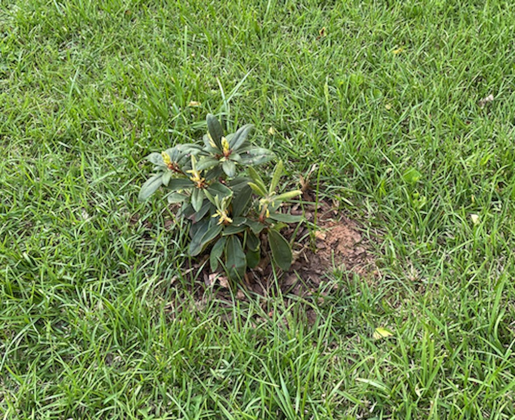 Dandy Man Color Wheel® Rhododendron | Proven Winners – Great Garden Plants