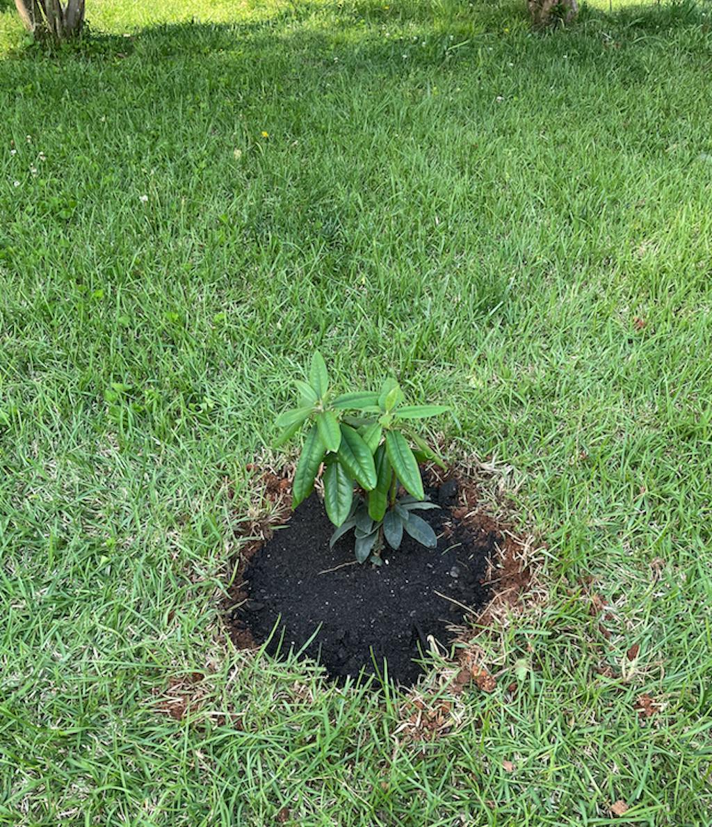 Dandy Man Color Wheel® Rhododendron | Proven Winners – Great Garden Plants