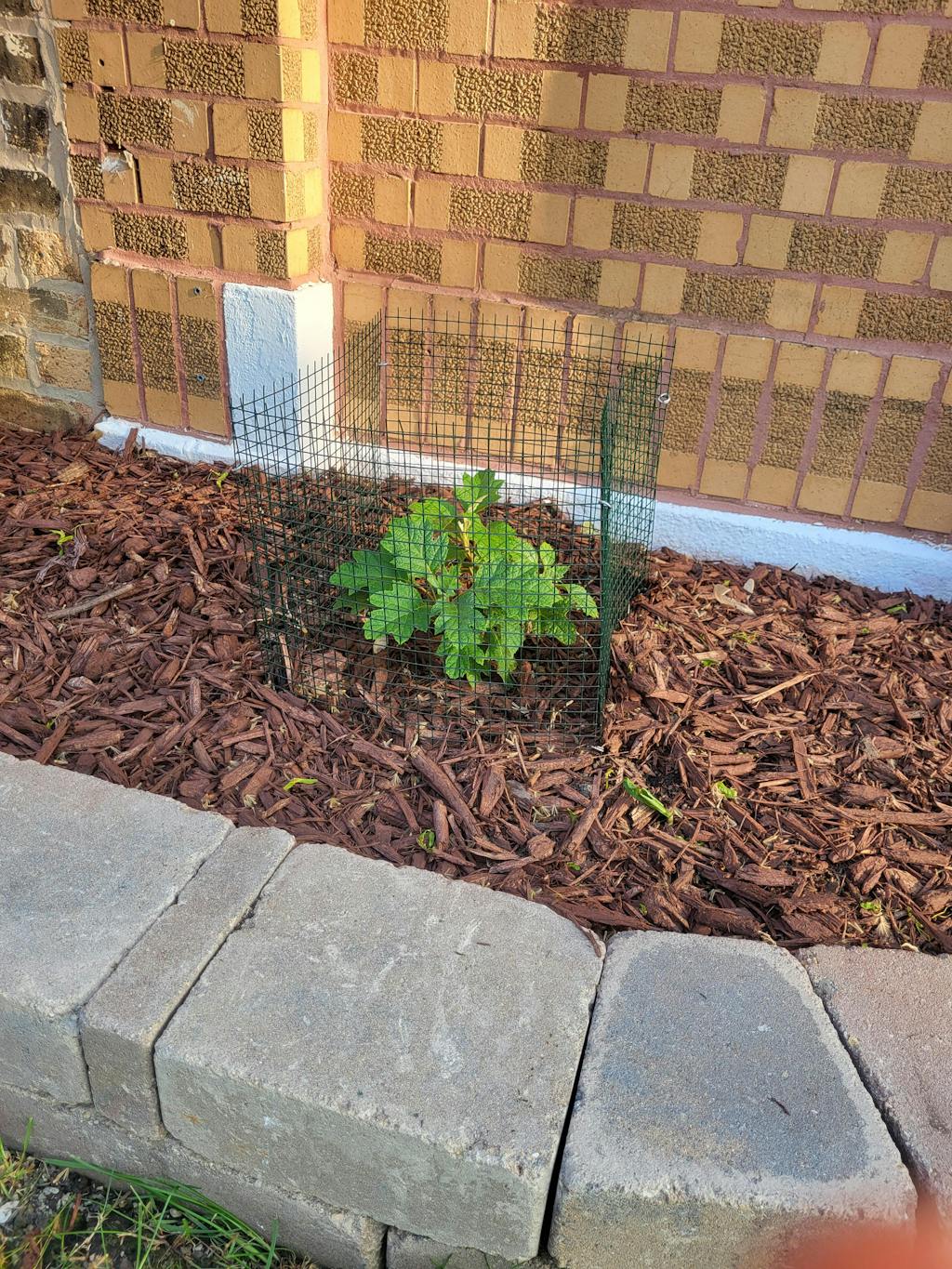 'Ruby Slippers' Oakleaf Hydrangea For Sale | Great Garden Plants