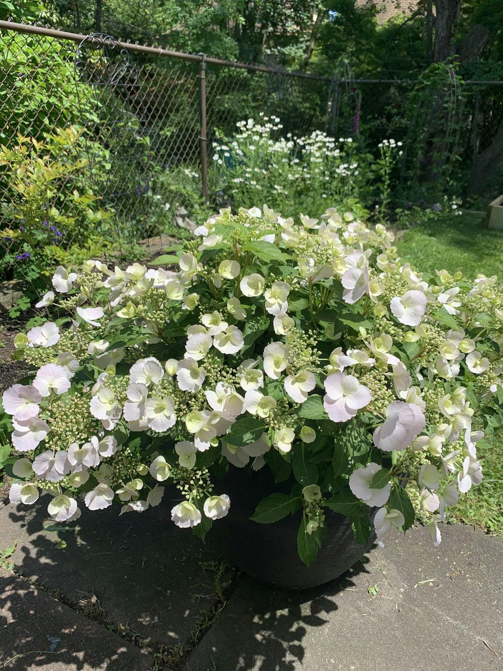 Fairytrail Bride™ Cascade Hydrangea™ For Sale | Shrubs – Great Garden ...