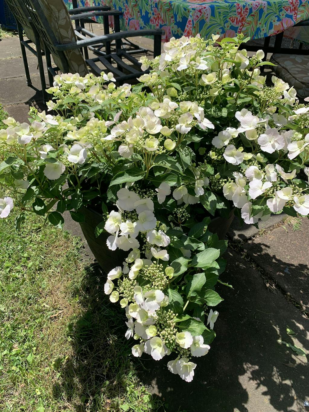 Fairytrail Bride™ Cascade Hydrangea™ For Sale | Shrubs – Great Garden ...