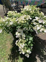 Fairytrail Bride™ Cascade Hydrangea™ For Sale | Shrubs – Great Garden ...
