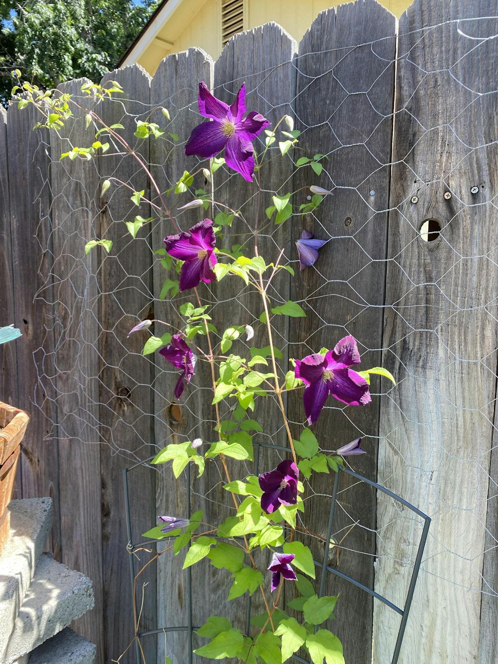 Happy Jack® Purple Clematis | Proven Winners – Great Garden Plants