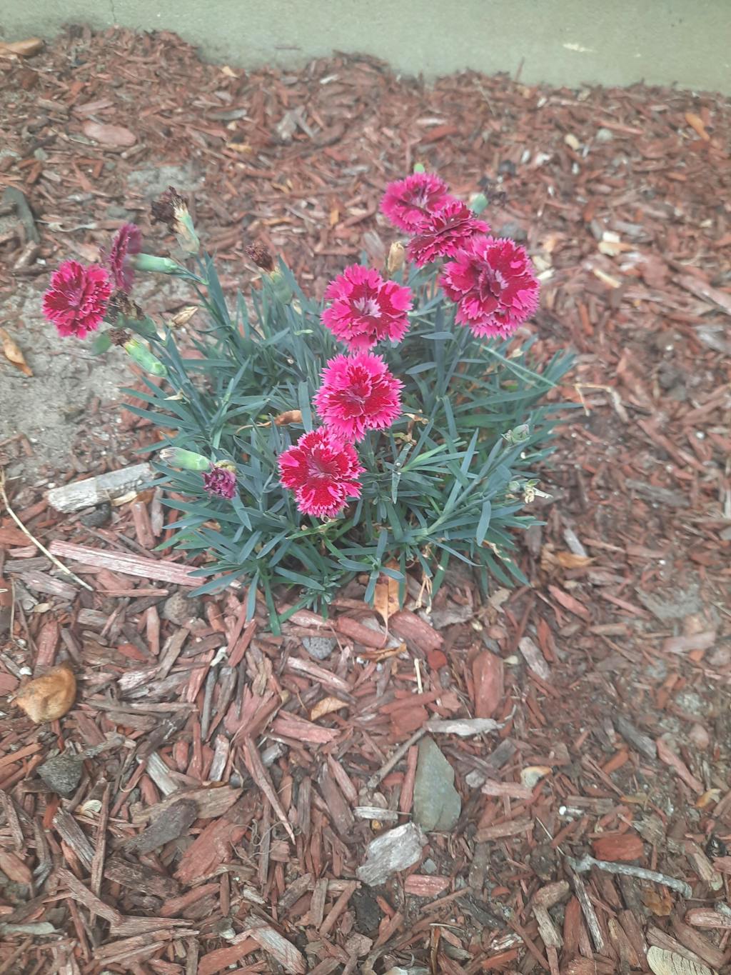 Fruit Punch® 'Black Cherry Frost' Dianthus | Perennials – Great Garden ...