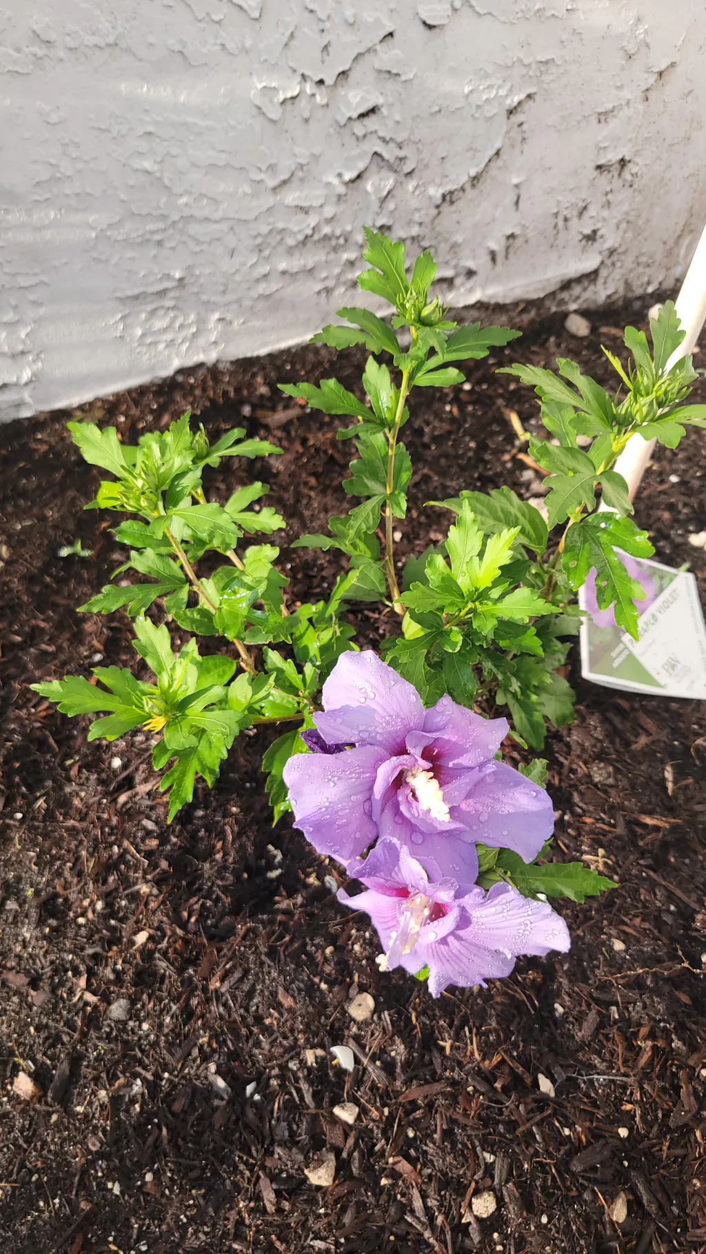 Paraplu Violet® Rose of Sharon | Proven Winners – Great Garden Plants