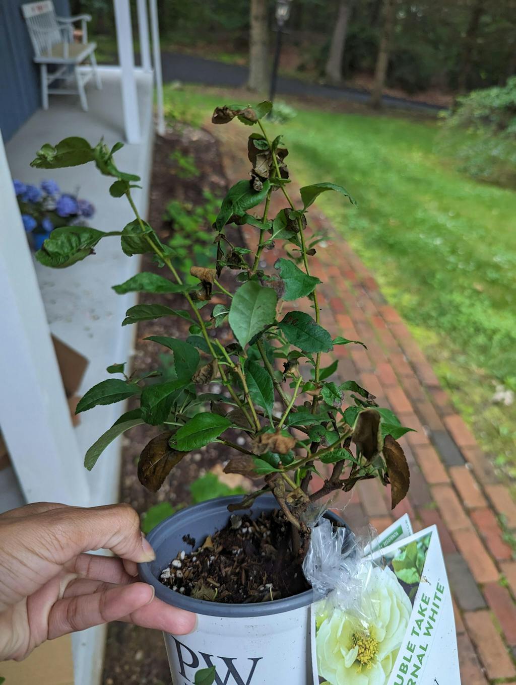 Double Take Eternal White™ Flowering Quince | Proven Winners – Great ...