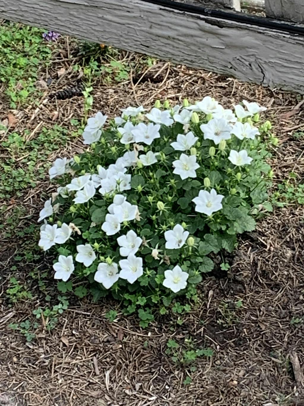 'Rapido White' Bellflower | Perennials – Great Garden Plants