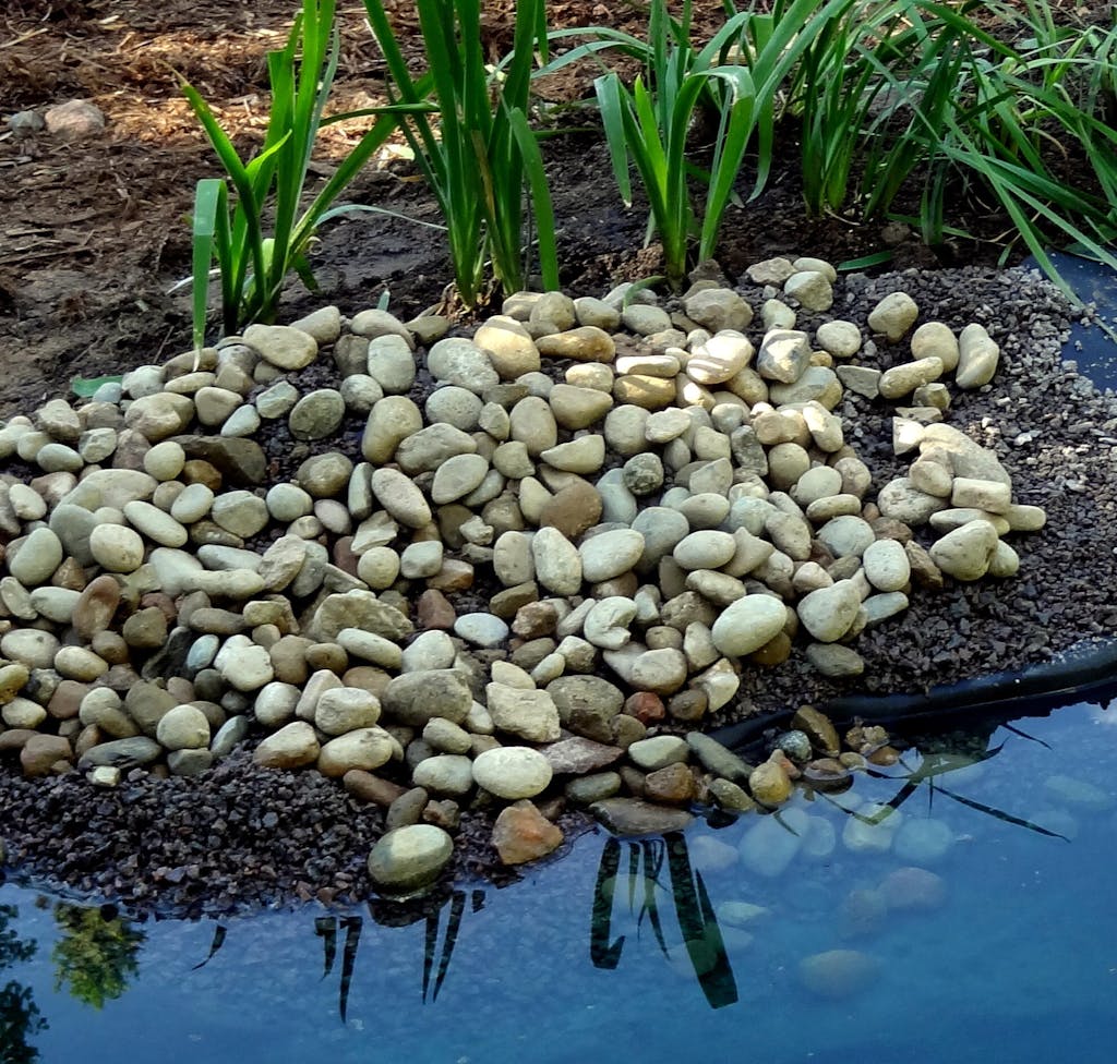 'Black Gamecock' Louisiana Iris | Perennials – Great Garden Plants