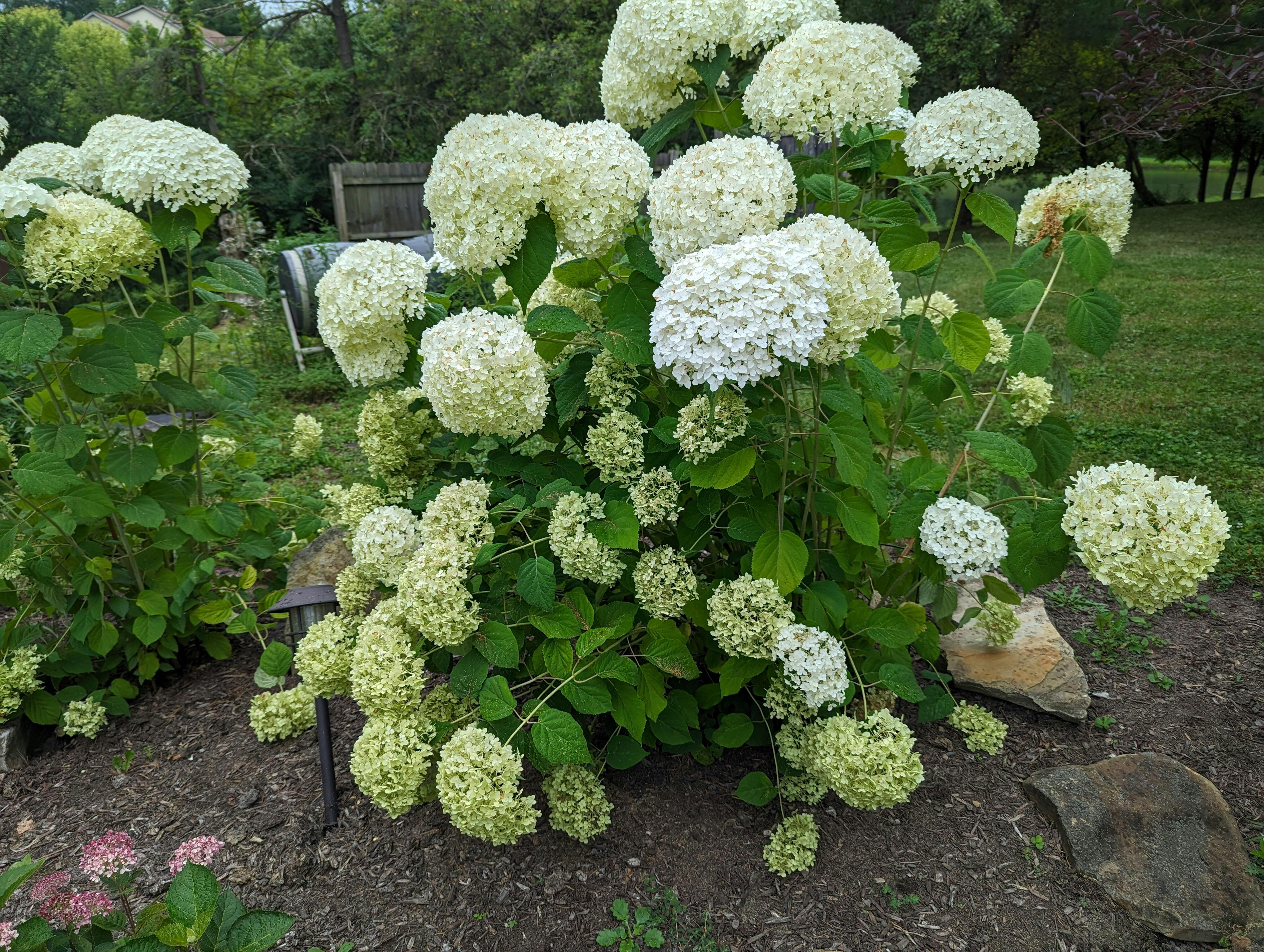 Incrediball® Smooth Hydrangea