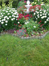 Amazing Daisies® Daisy May® Shasta Daisy | Proven Winners – Great ...