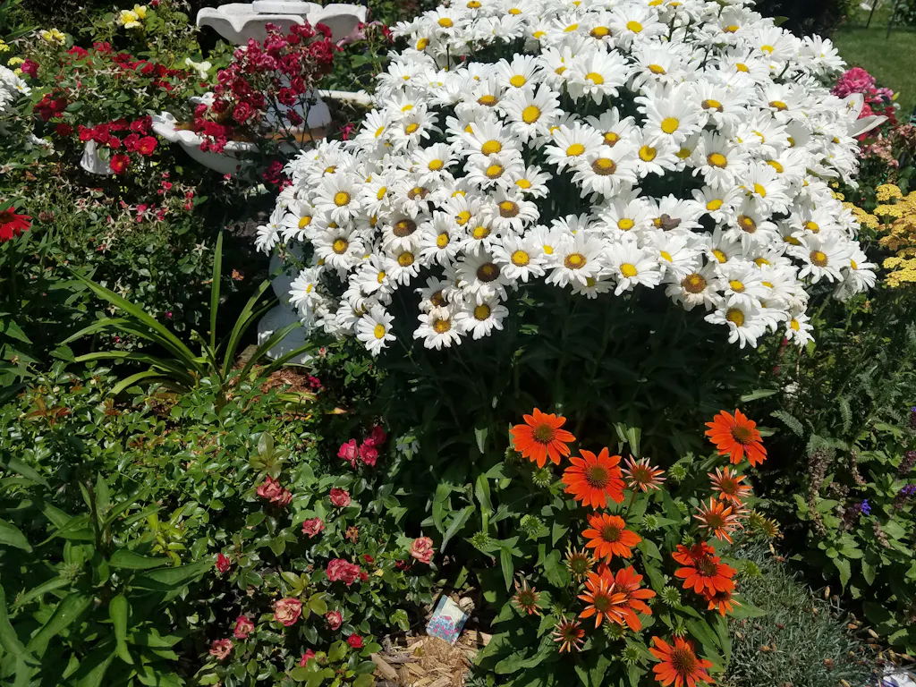 Amazing Daisies® Daisy May® Shasta Daisy | Proven Winners – Great ...
