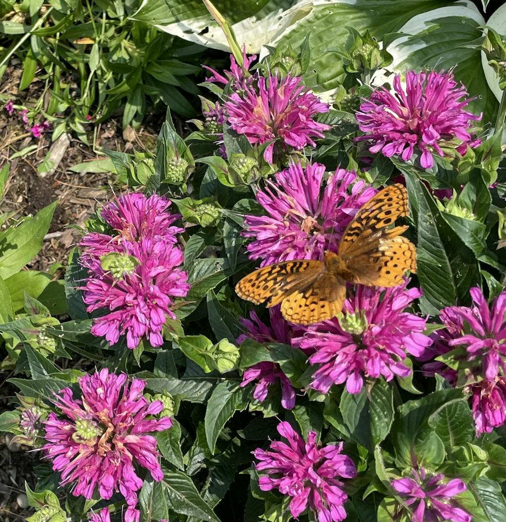 'Pardon My Purple' Bee Balm | Perennials – Great Garden Plants