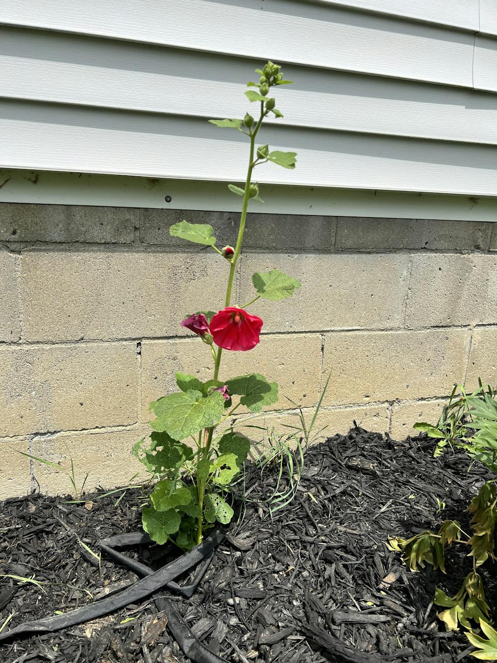 'Mars Magic' Hollyhock | Perennials – Great Garden Plants