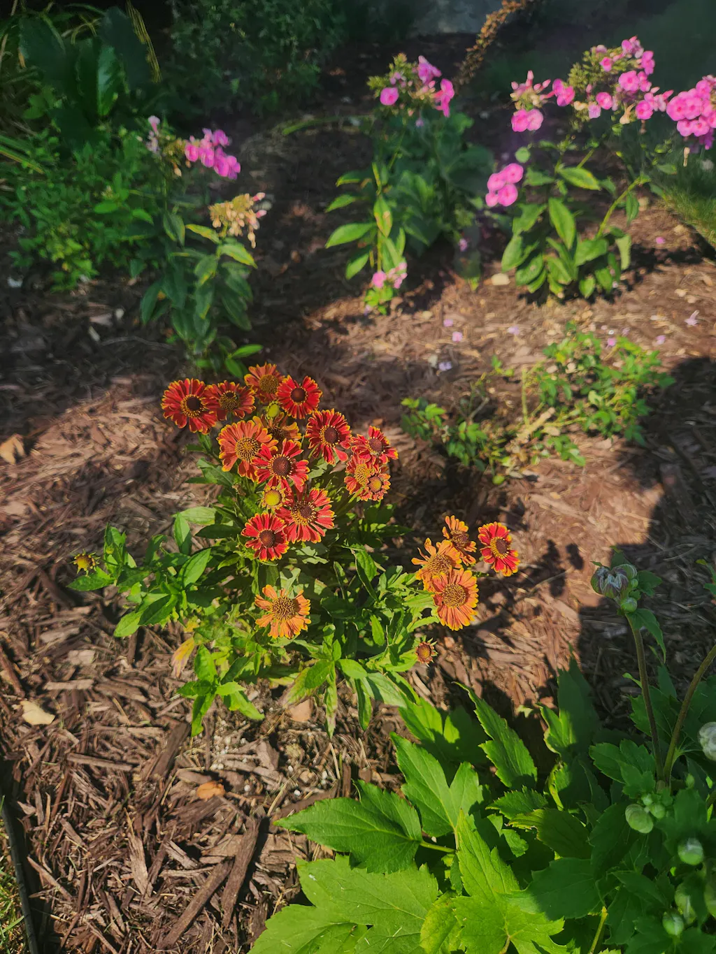 Mariachi™ 'Bandera' Helenium | Perennials – Great Garden Plants