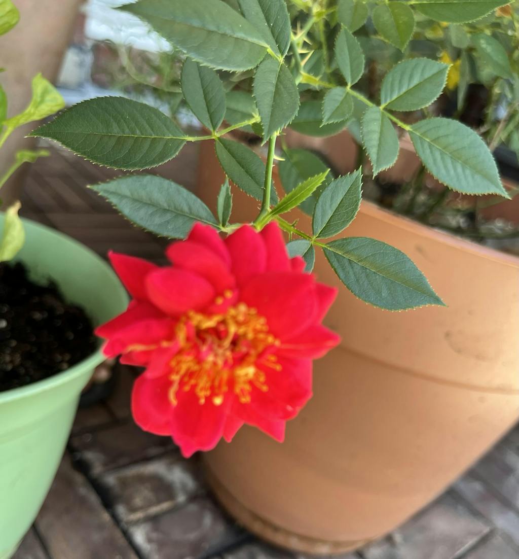 Oso Easy® Mango Salsa Rose For Sale | Proven Winners – Great Garden Plants