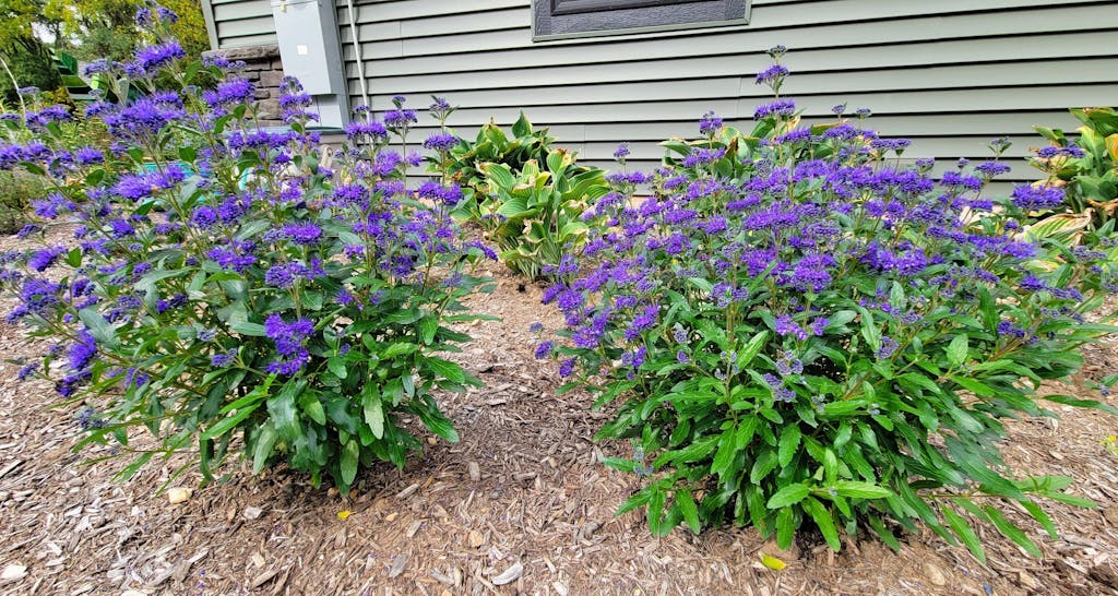 Beyond Midnight® Bluebeard | Proven Winners – Great Garden Plants