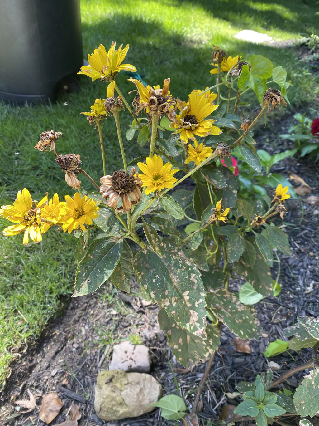 Tuscan Gold™ False Sunflower | Perennials – Great Garden Plants