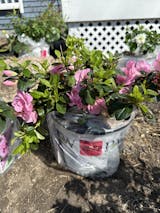 Perfecto Mundo® Double Pink Reblooming Azalea | Proven WInners – Great ...