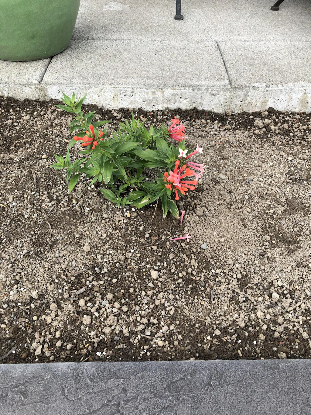 Estrellita™ Scarlet Firecracker Bush | Proven Winners – Great Garden Plants