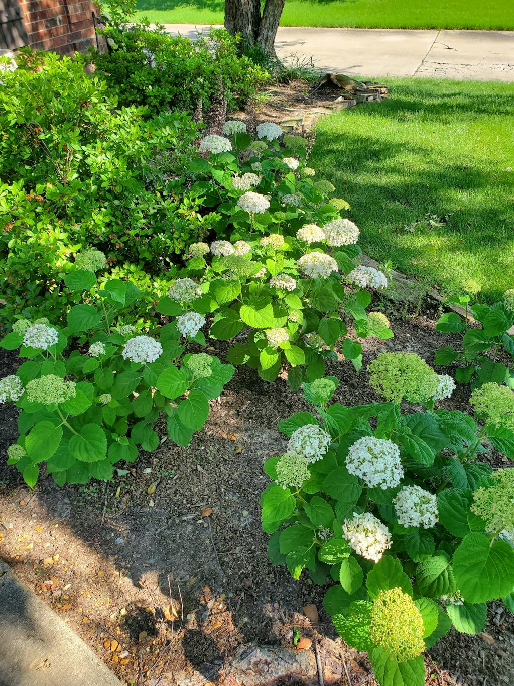 Invincibelle Wee White® Smooth Hydrangea