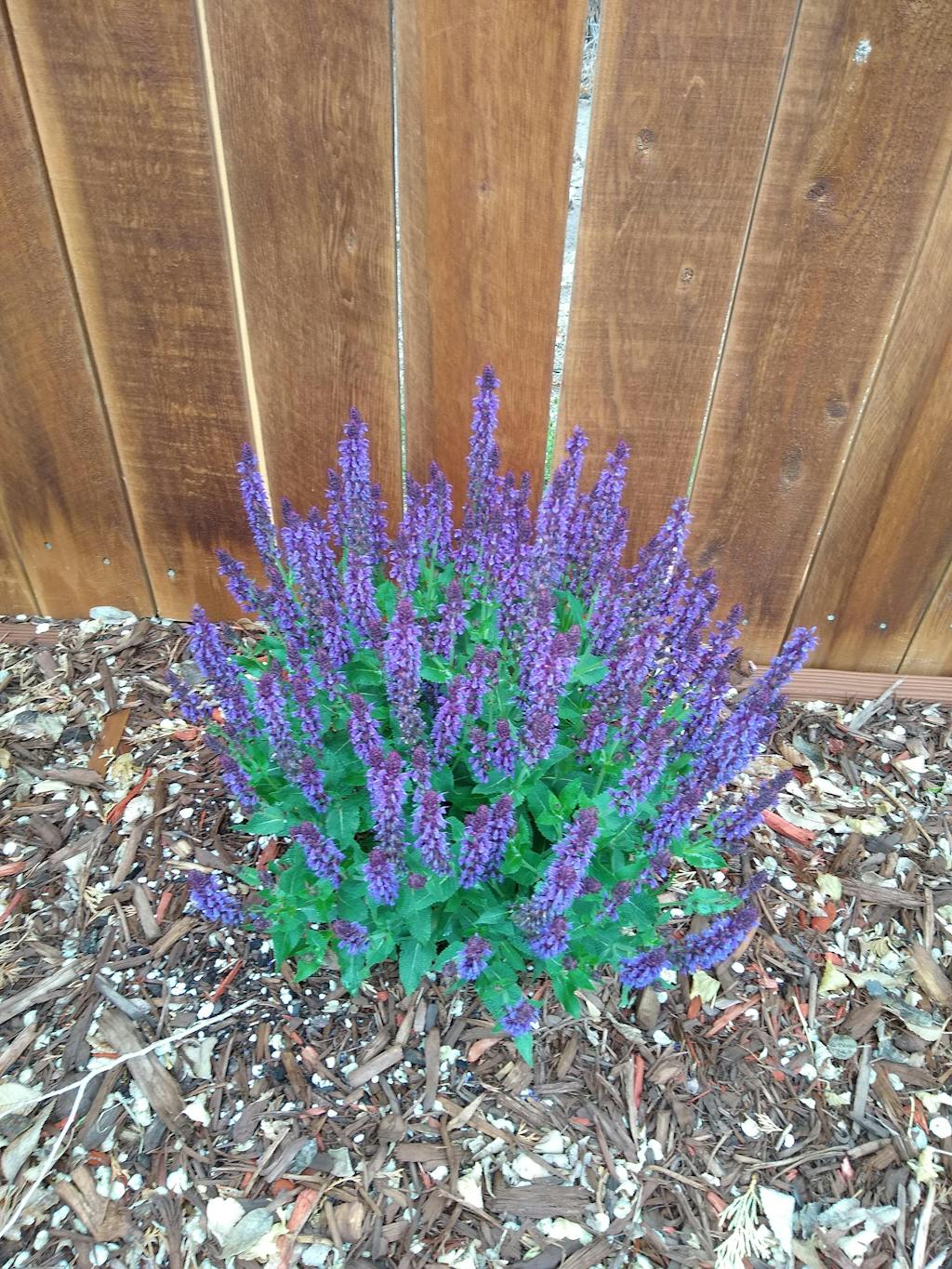 Color Spires® 'Violet Riot' Salvia | Perennials – Great Garden Plants