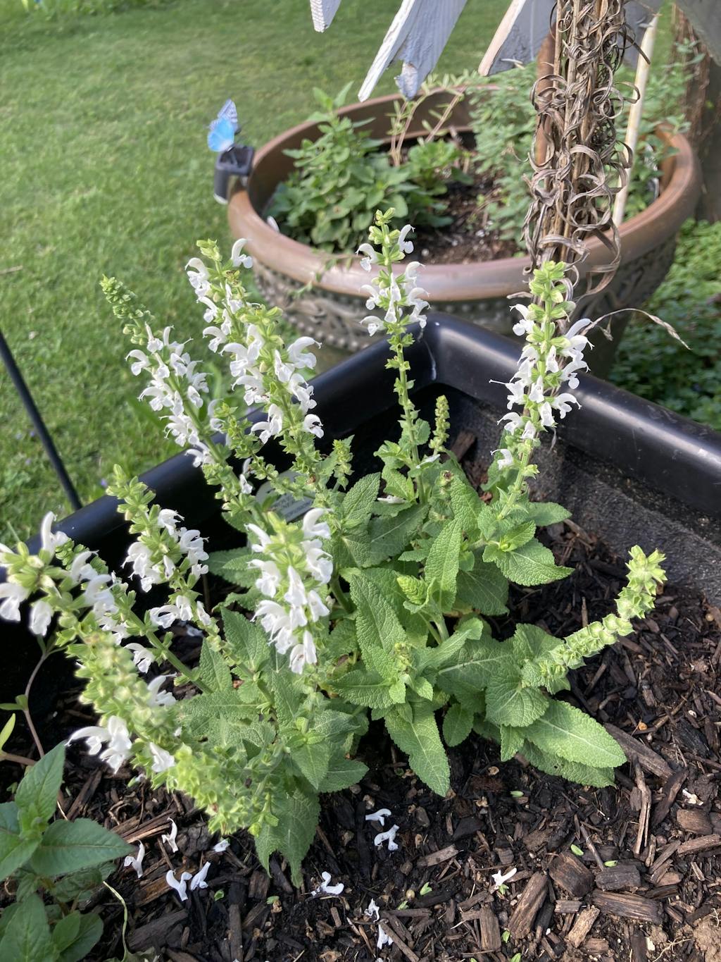 'Chantilly Lace' Goatsbeard | Proven Winners – Great Garden Plants