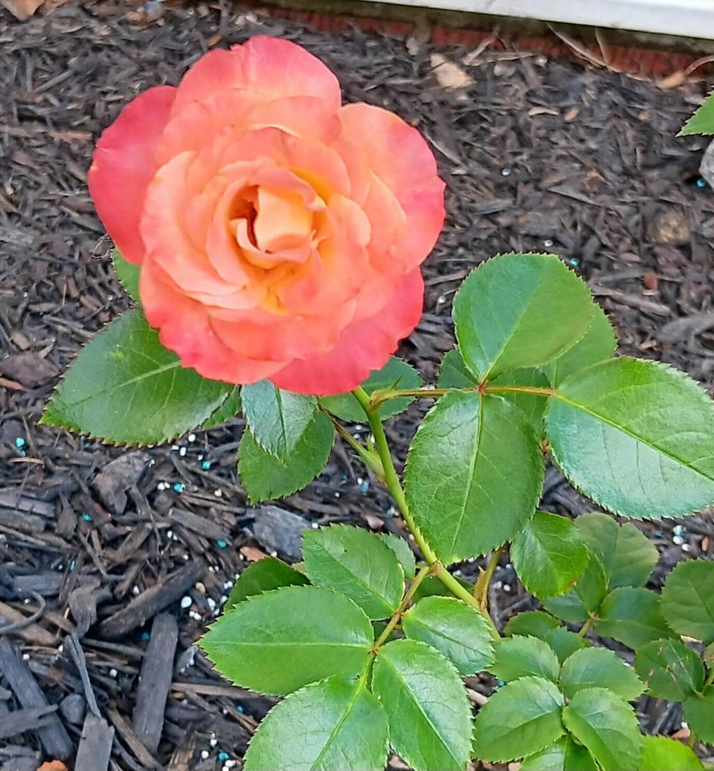 Oso Easy En Fuego® Rose For Sale | Proven Winners – Great Garden Plants